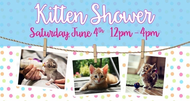 Pawmetto Lifeline hosts Kitten Shower & Adoption Event this weekend ...