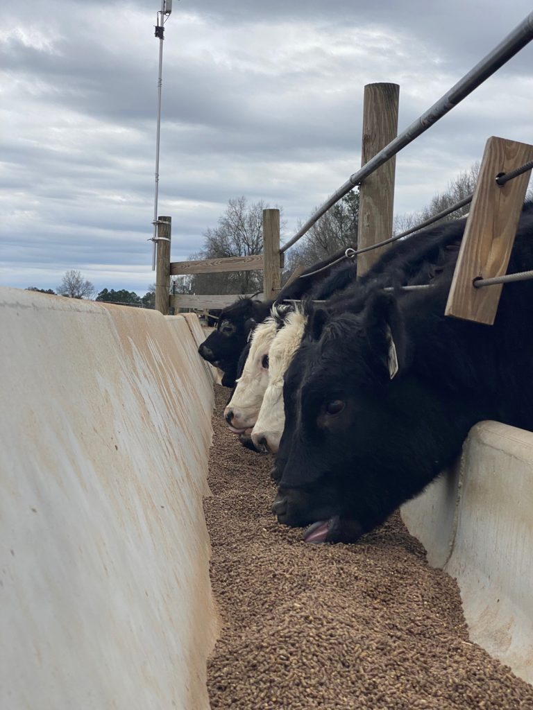 New app helps calculate feed rations for livestock - Who's On The Move