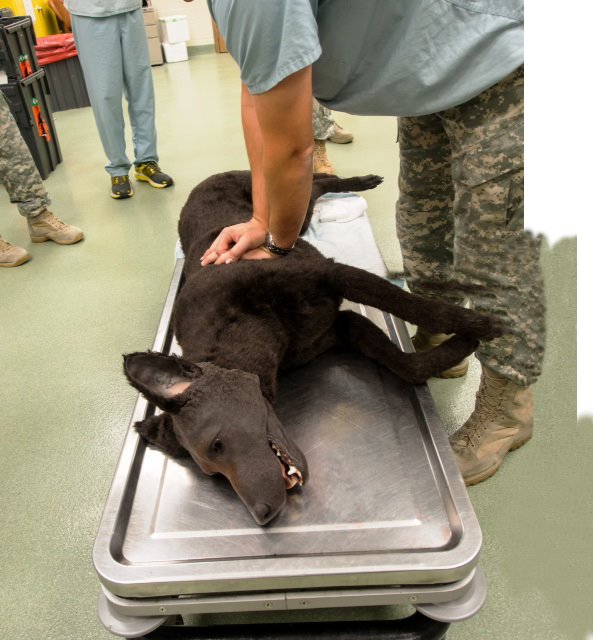 TacMed Solutions™ announces new trauma simulator rental program - Who's ...