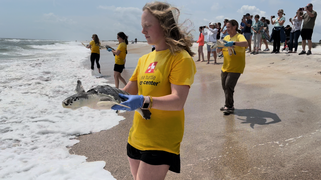 Ten rehabilitated Kemp’s ridley sea turtles released into the Atlantic ...