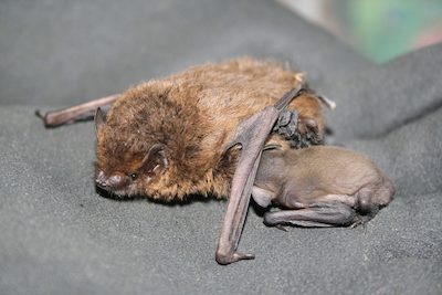It's Bat Pup Season - What You Need to Know - Who's On The Move