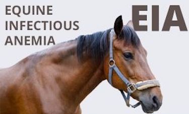 More SC horses found to have contracted Equine Infectious Anemia - Who ...
