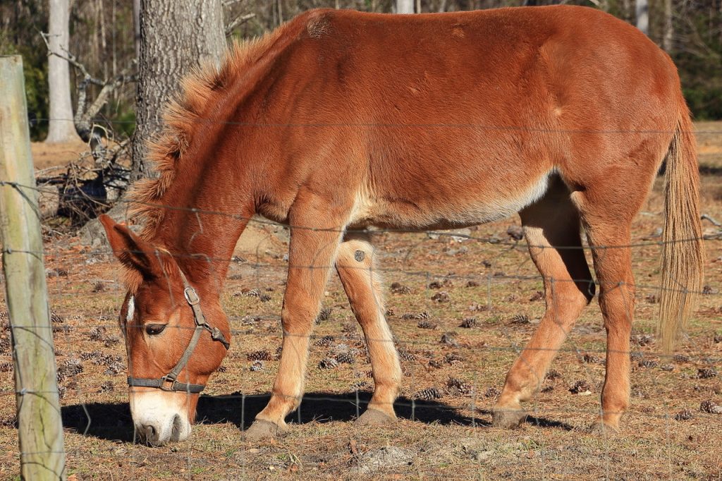 The Dignified Mule - Who's On The Move