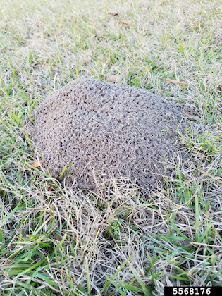 It’s Fire Ant Season! - Who's On The Move