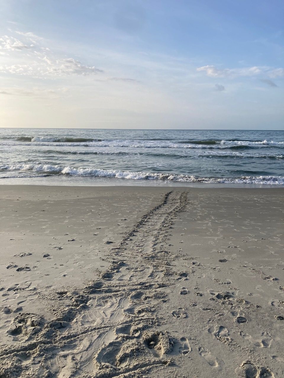 A Scrape In The Sand - Who's On The Move