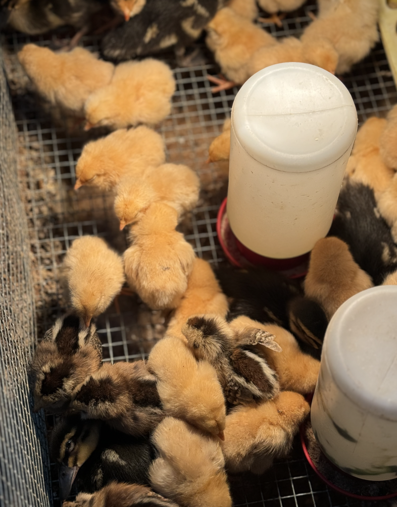 Growing Roots: The Evolution of Verdin's Farm and Garden - Part 2 - Who ...