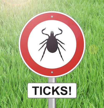 In South Carolina, Every Season is Tick Season: What You Need to Know ...