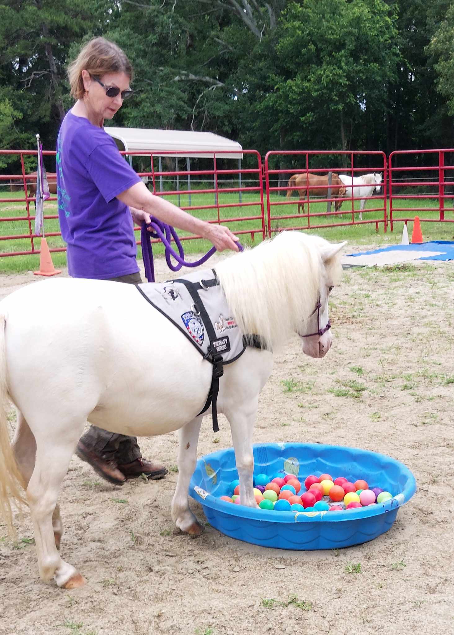 Tiny Trotters Hosts American Miniature Therapy Horse Association Qualification Clinic at Solid ...