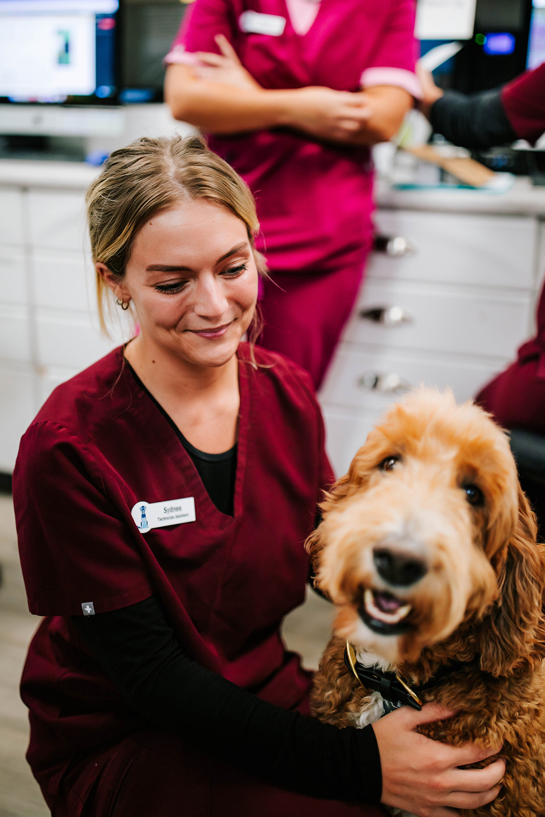 Oasis Animal Hospital and Emergency Center announces pet dentistry ...