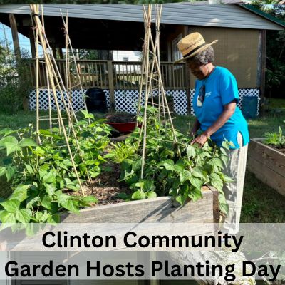 Clinton Community Garden Hosts Planting Day: Join the Fun! - Who's On ...