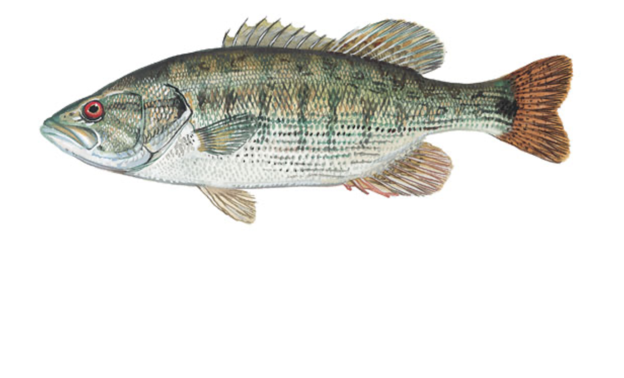 Bartram’s Bass: SC DNR Gives a New Name to a Native Favorite - Who's On ...