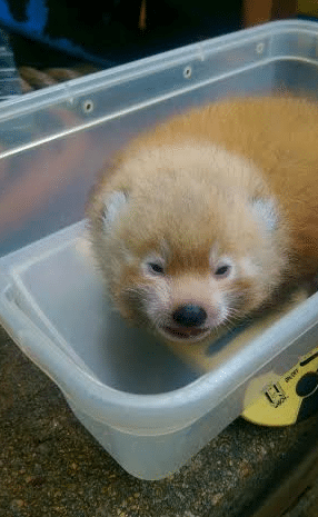 Greenville Zoo Celebrates Red Panda Birth - Who's On The Move